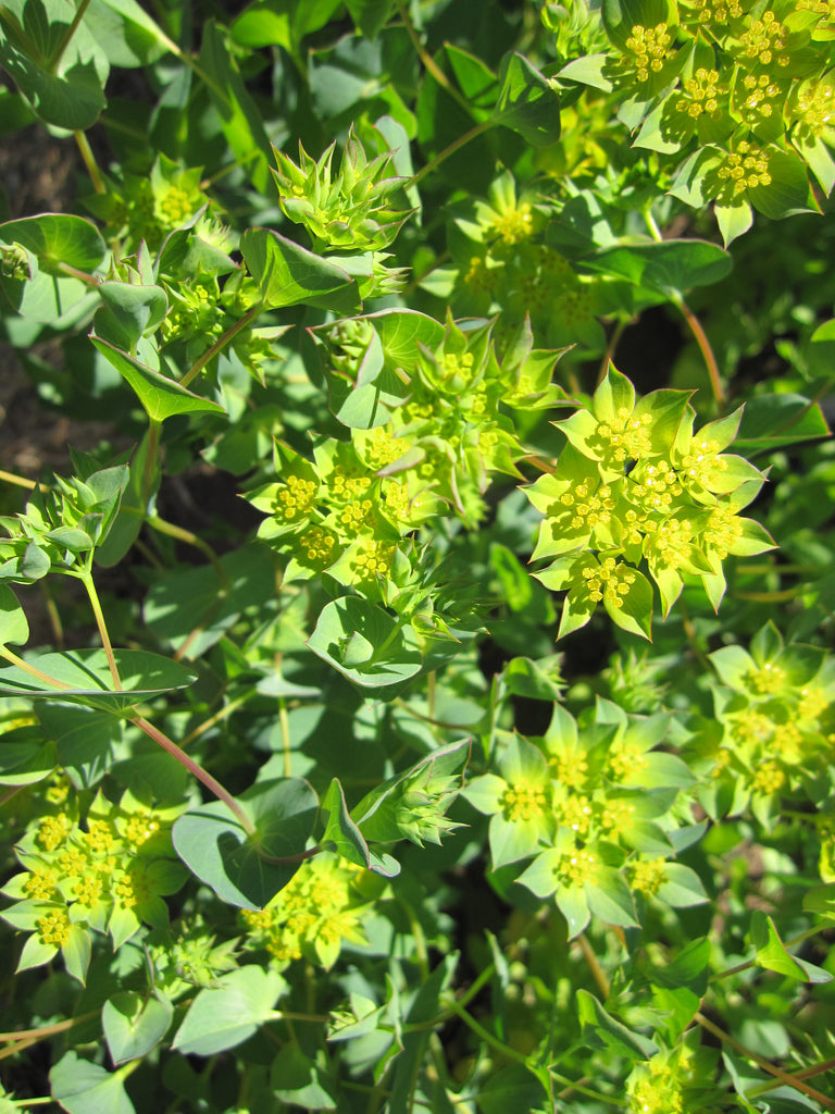 Bupleurum