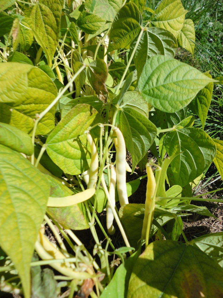 Pencil Pod Golden Wax