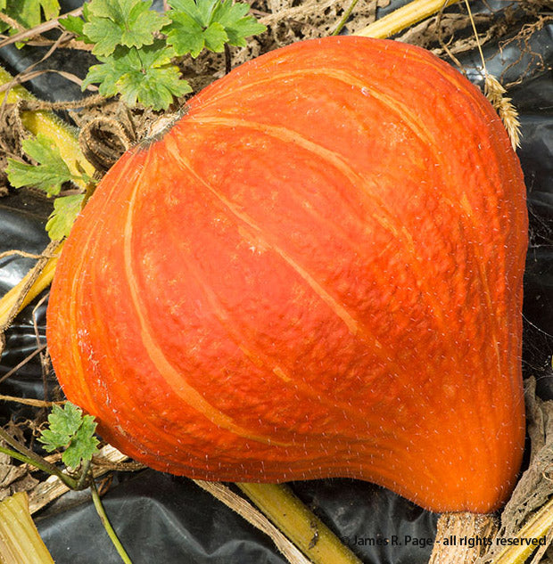 Potimarron Squash